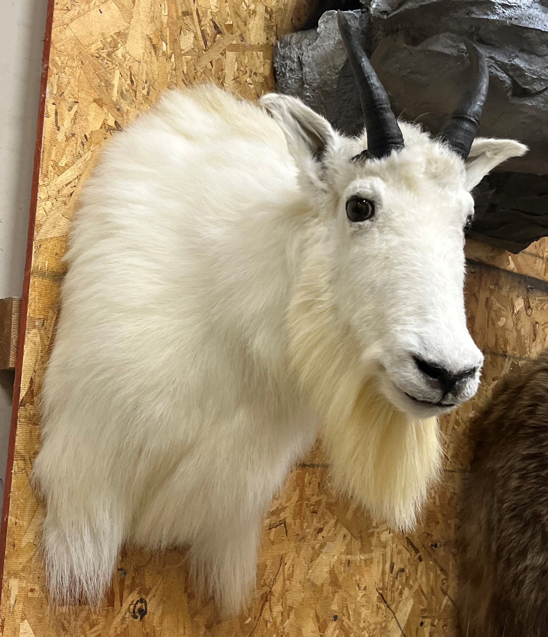 Goat Shoulder Mount | Alaska Wilderness Arts and Taxidermy