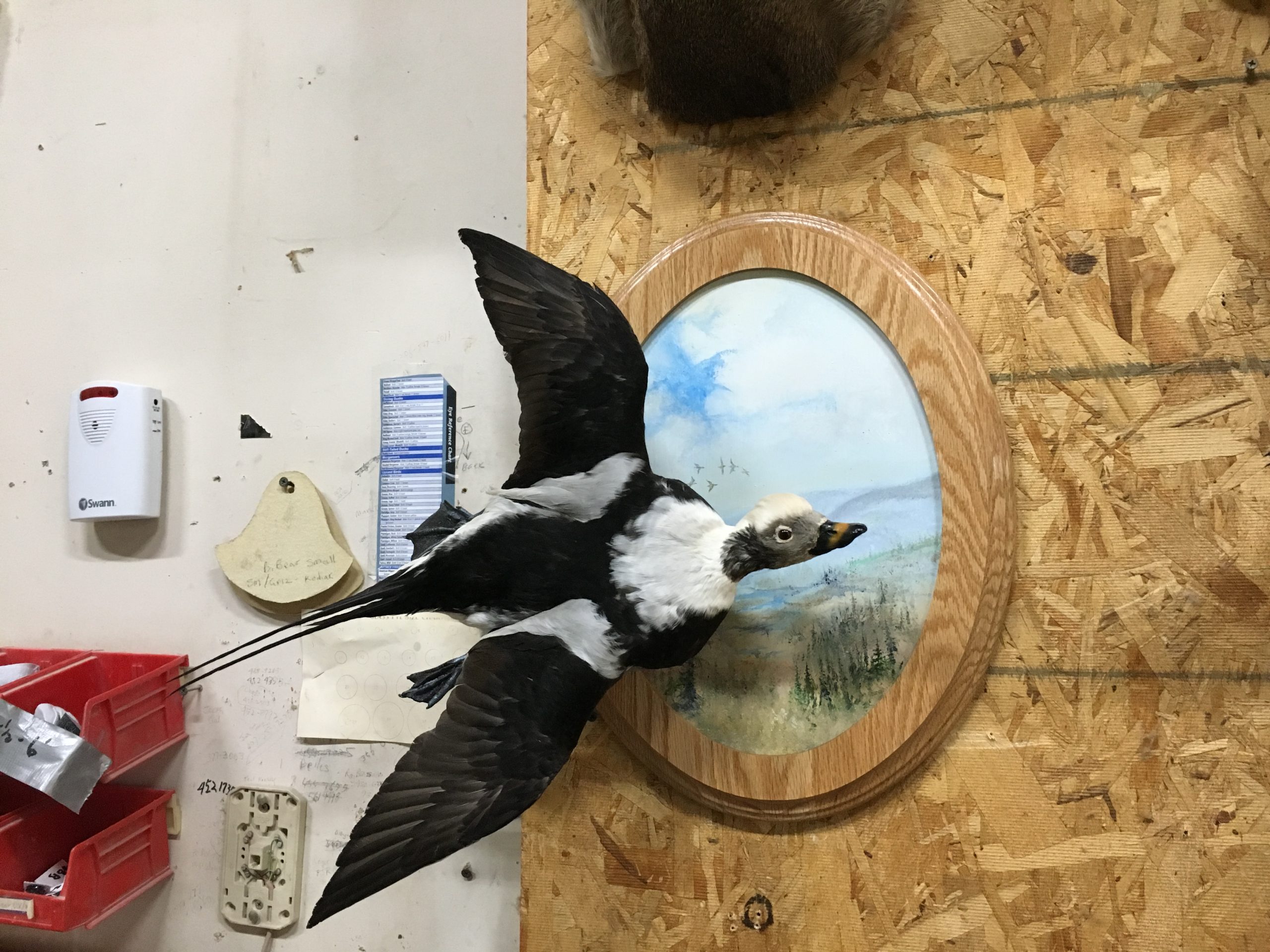 Flying Old Squaw with painted panel - Alaska Wilderness Arts and Taxidermy